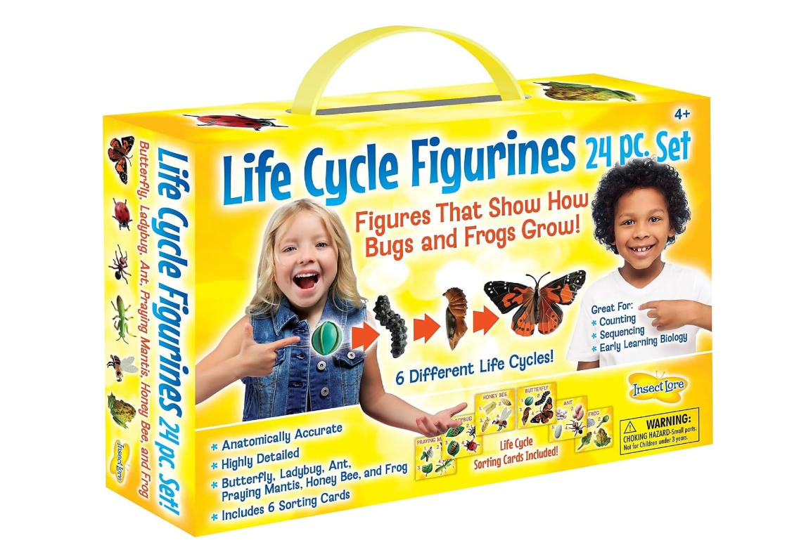 Life Cycle Figurines – Curiosity Corner at Scott Family Amazeum