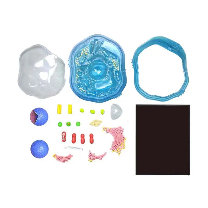 4D Science Animal Cell – Curiosity Corner at Scott Family Amazeum