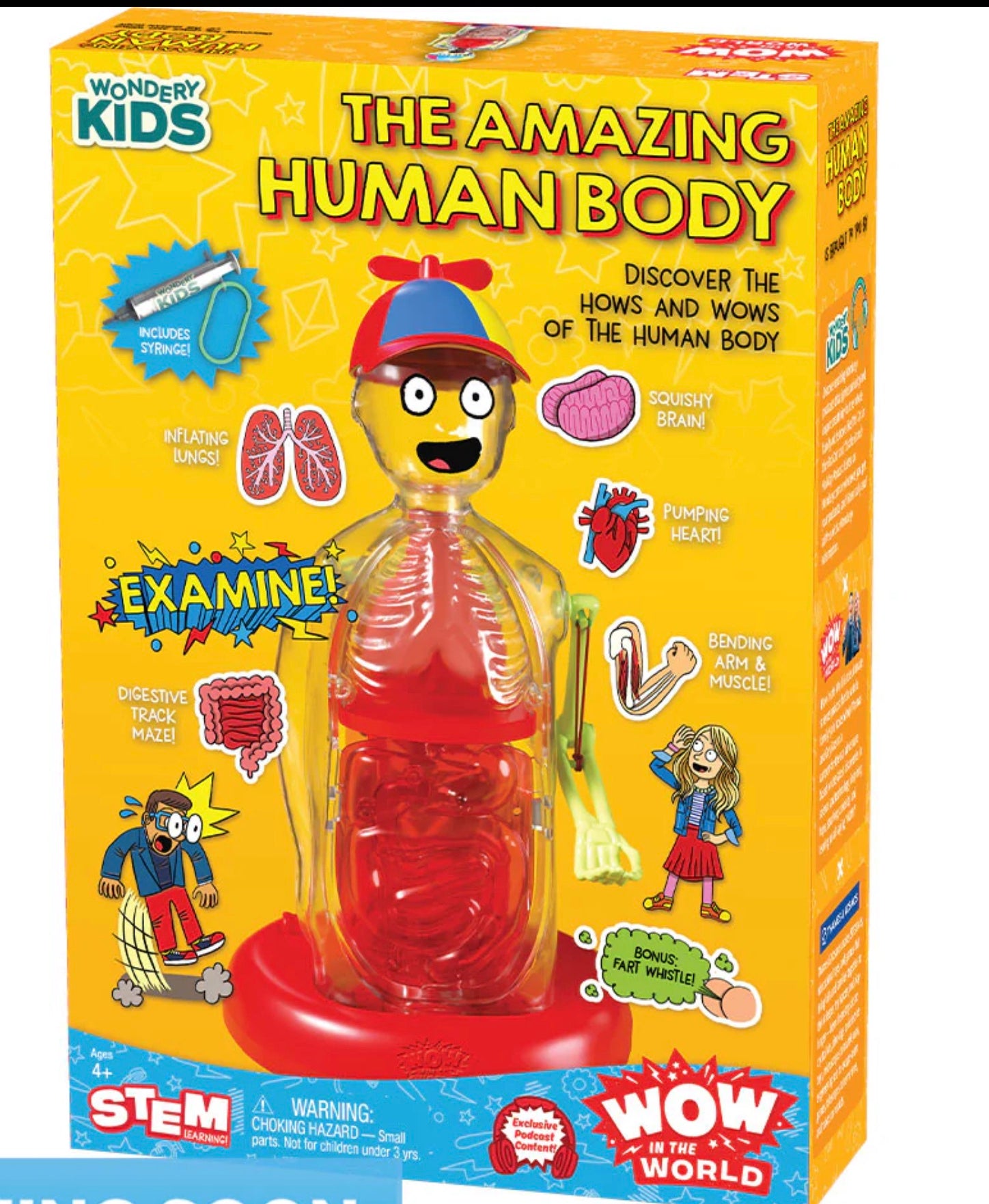 Wow in the World: The Amazing Human Body – Curiosity Corner at Scott ...